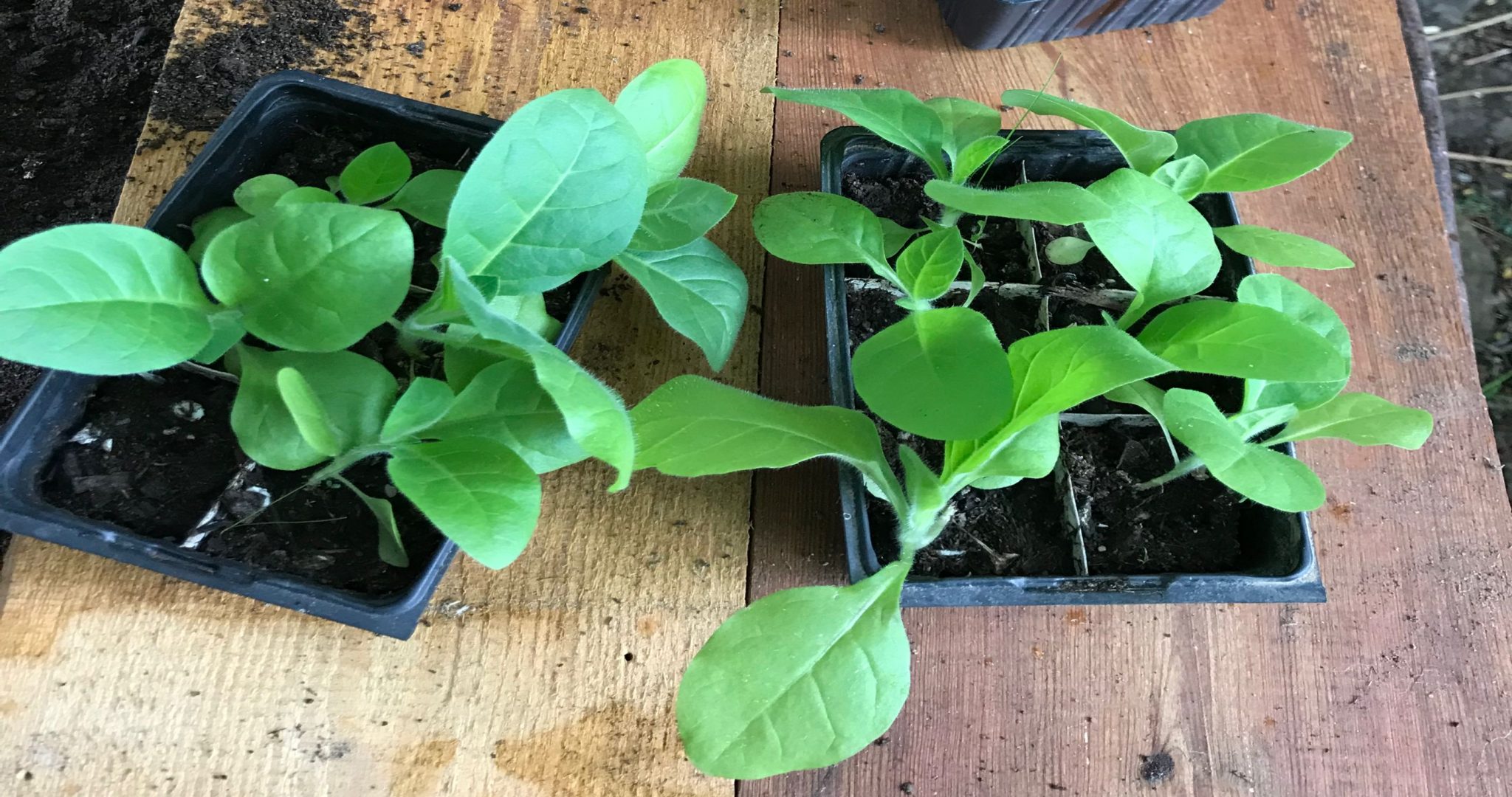 Tabakpflanze - MeinTabak